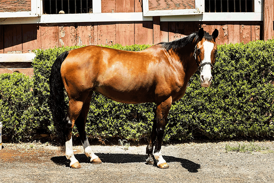 Southern California Equestrian Directory
